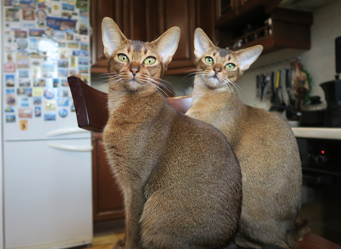 Abyssin – Origine, caractère, santé et conseils - Race de Chat