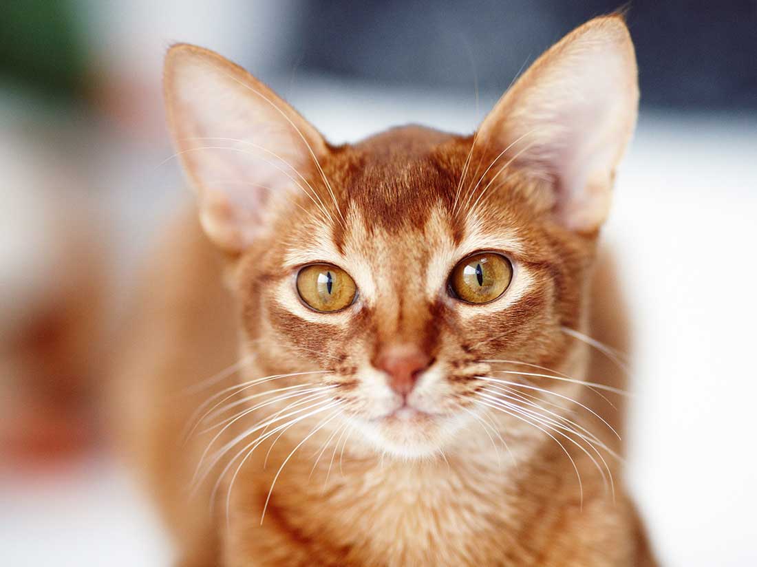 Abyssin – Origine, caractère, santé et conseils - Race de Chat
